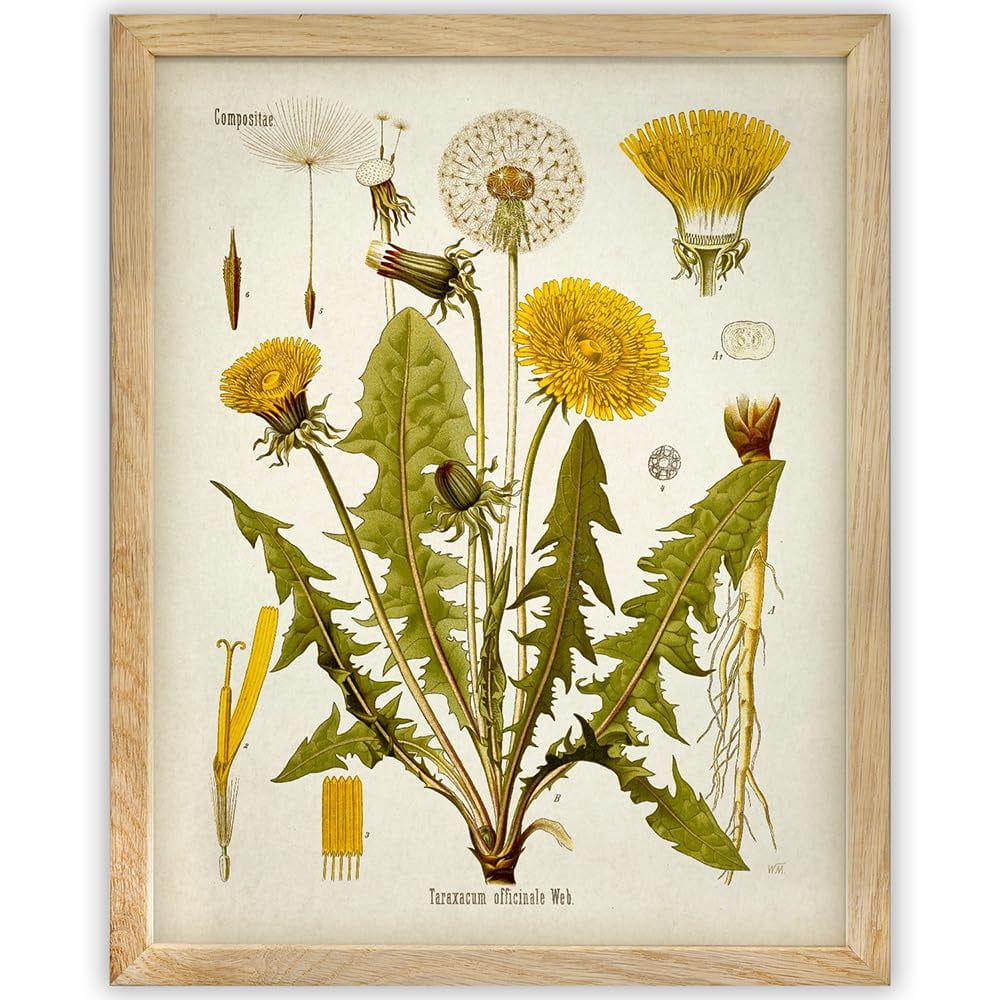 KSIW-Dandelion Botanical Illustration - 11x14 UnUnframed Art Print ...