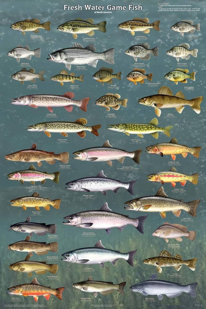 KSIW-Fresh Water Game Fish of North America Educational Reference Chart ...