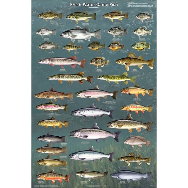 KSIW-Fresh Water Game Fish of North America Educational Reference Chart ...