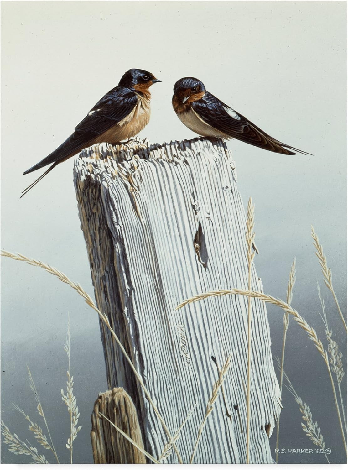 KSIW-KSIWBarn Swallows On Fence Post by Ron Parker, 24x32-Inch ...