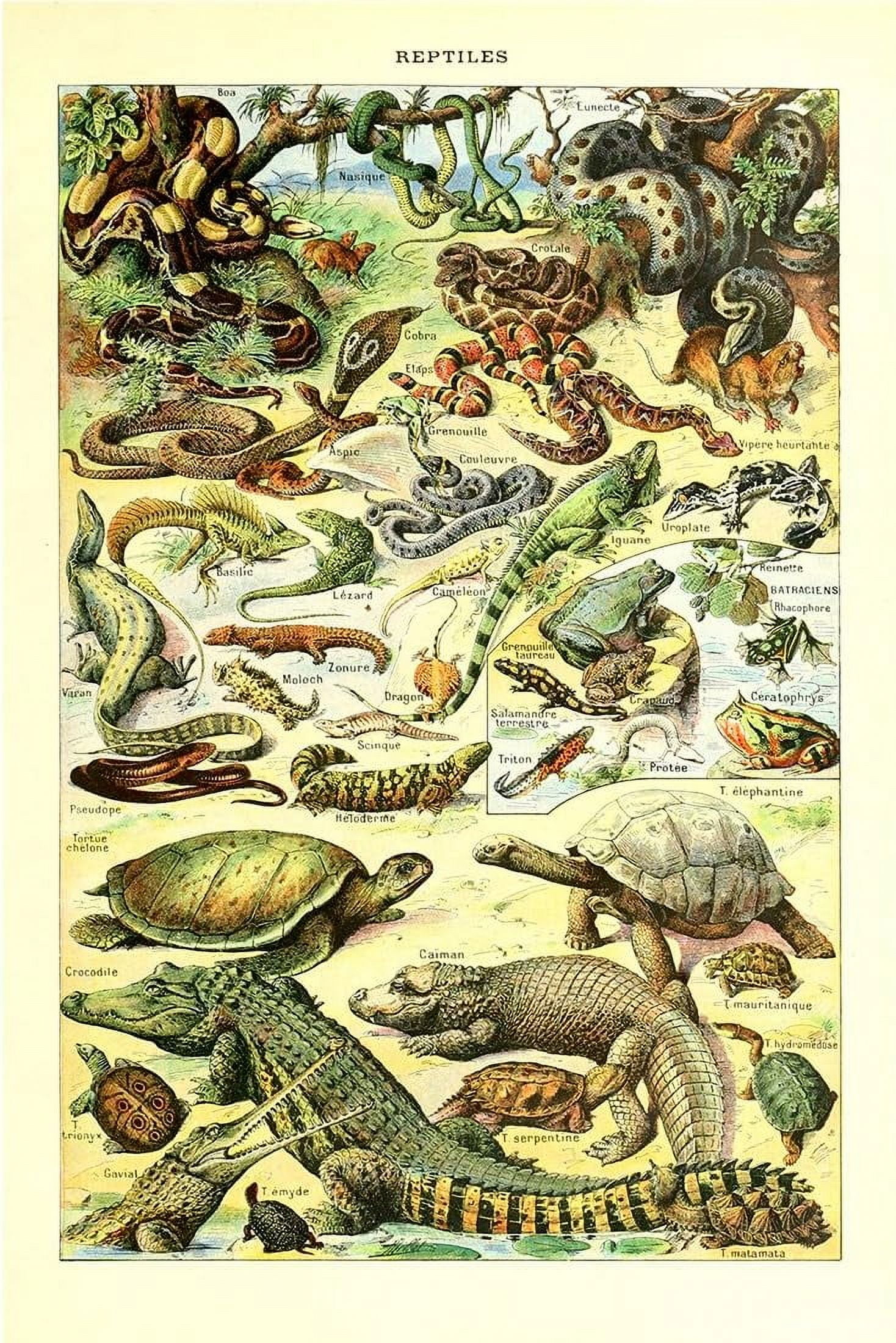KSIW-KSIWPoster Print Wild Animals Species Reptiles Turtle Snake ...
