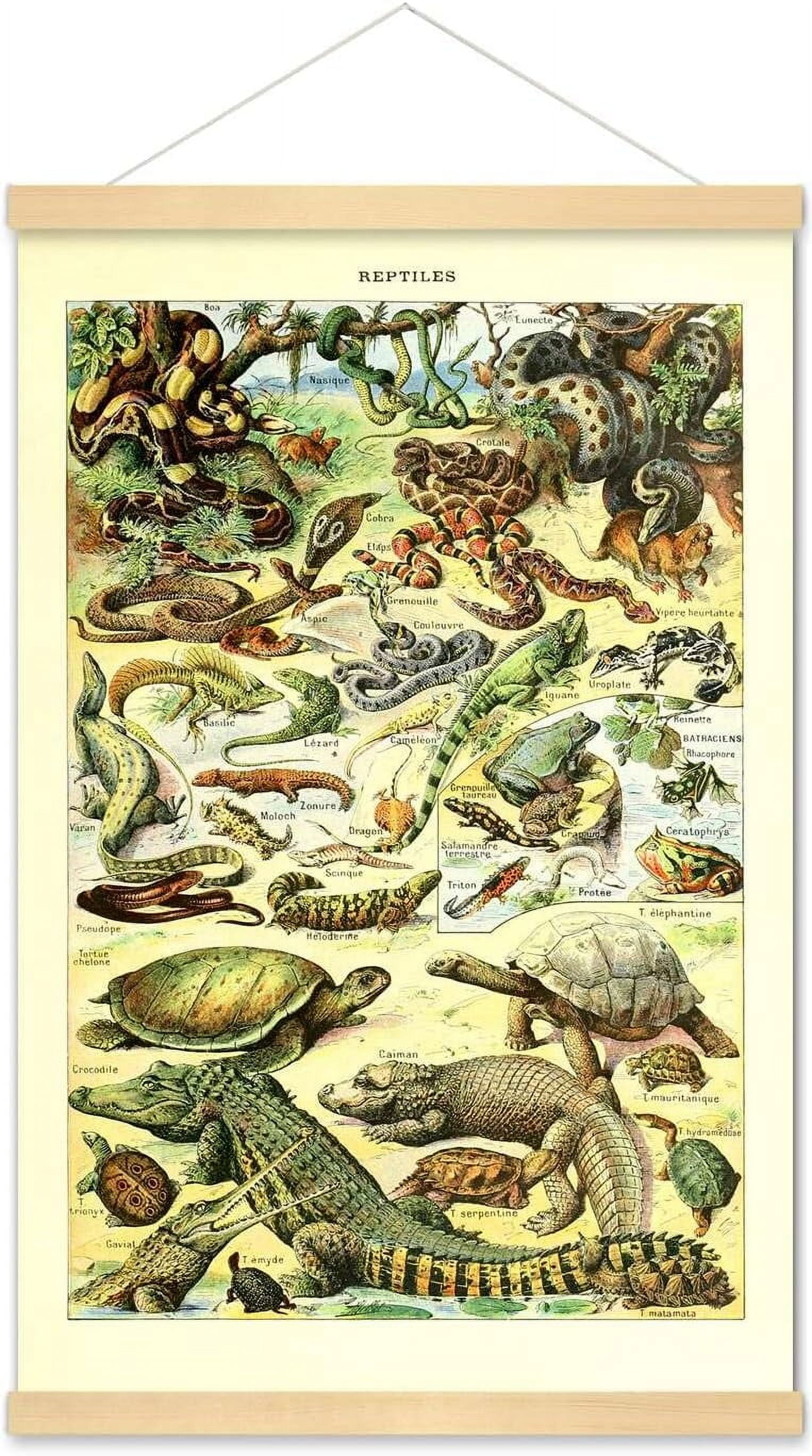 KSIW-KSIWRetro Vintage Poster Print Wall Art Decor Animals Species ...