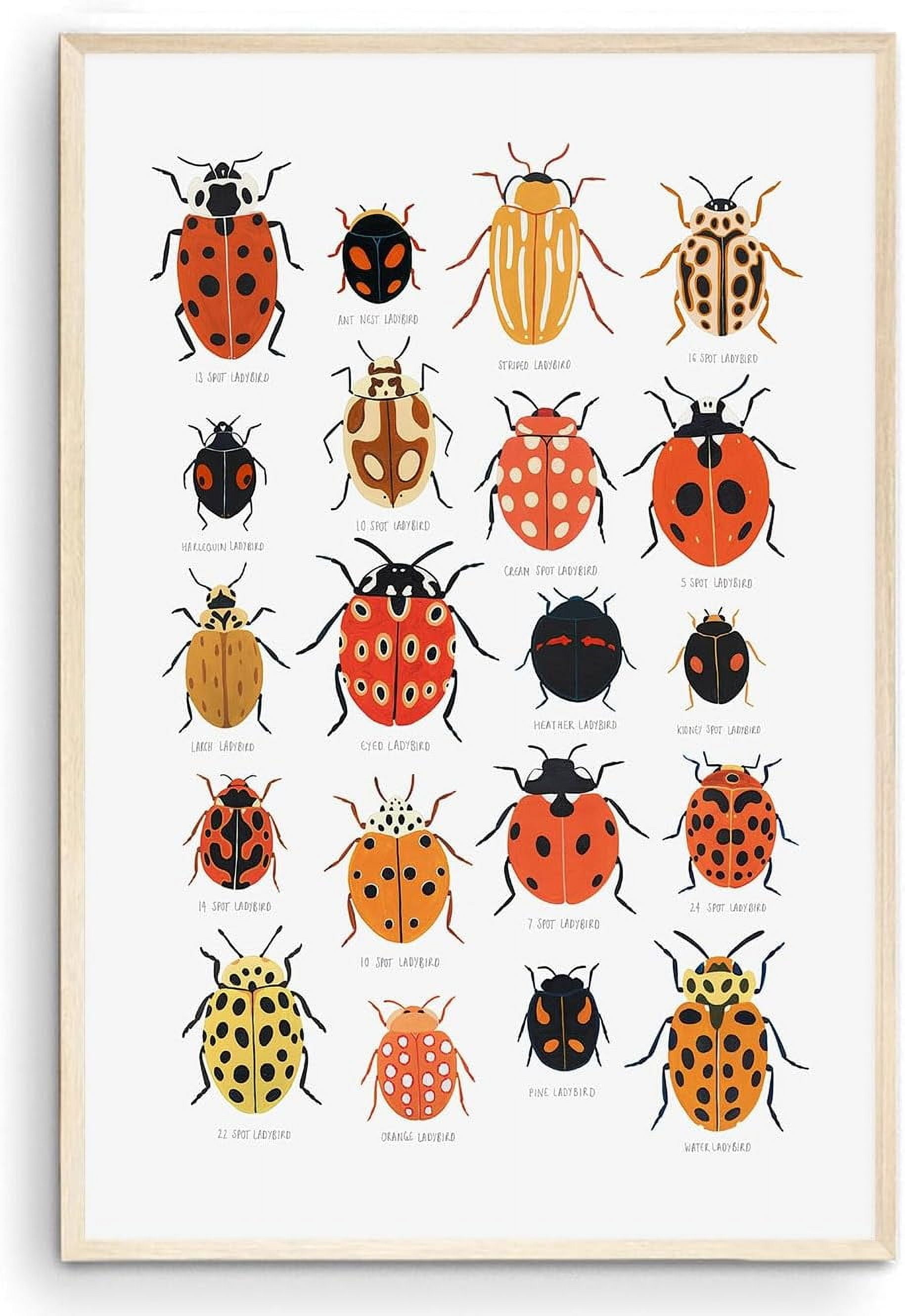 KSIW-Ladybird Identification Print, Ladybug, Natural History Poster ...