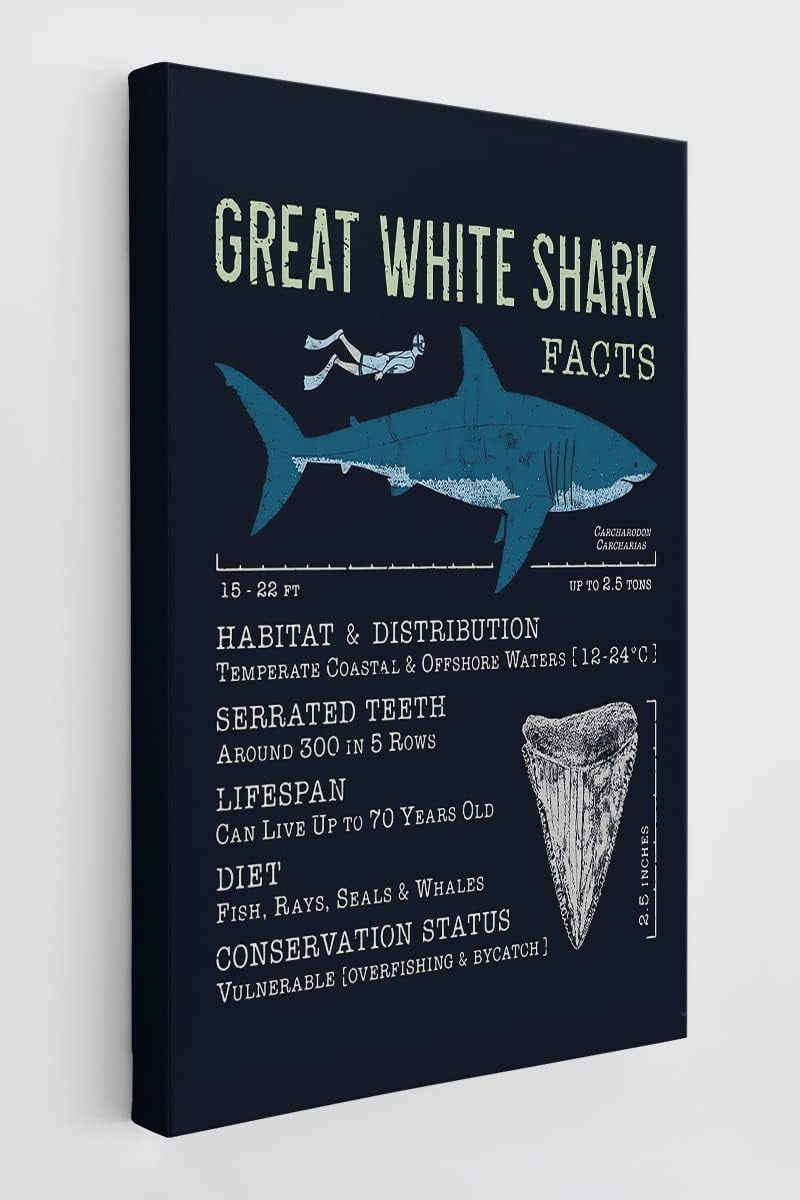 KSIW-Ocean Animal Great White Shark Facts Wall Art Canvas Farmhouse ...