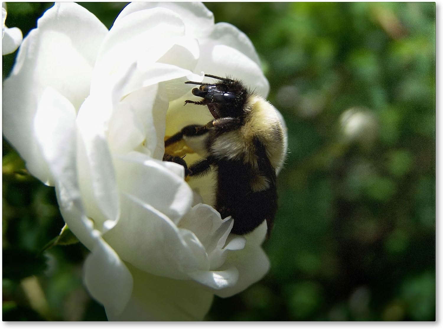 KSIW-Passionate Desire Artwork by Monica Fleet, 35 by 47-Inch - Walmart.com