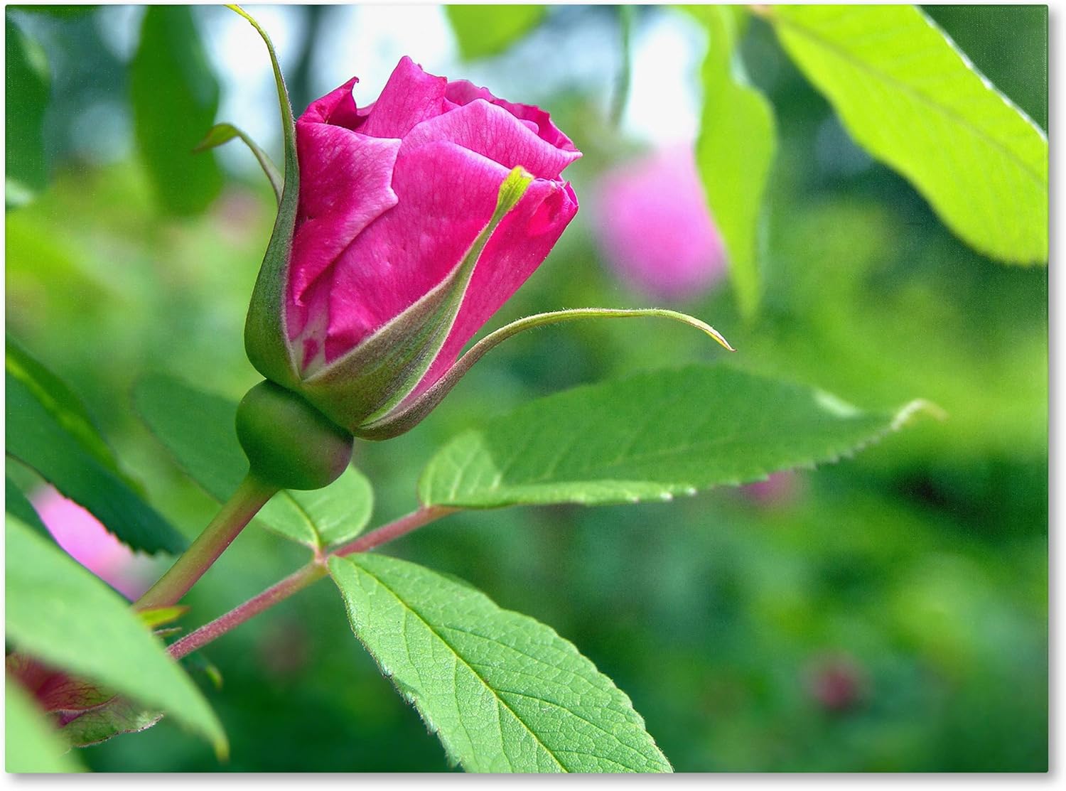 KSIW-Unfolding Transformation Artwork by Monica Fleet, 14 by 19-Inch ...