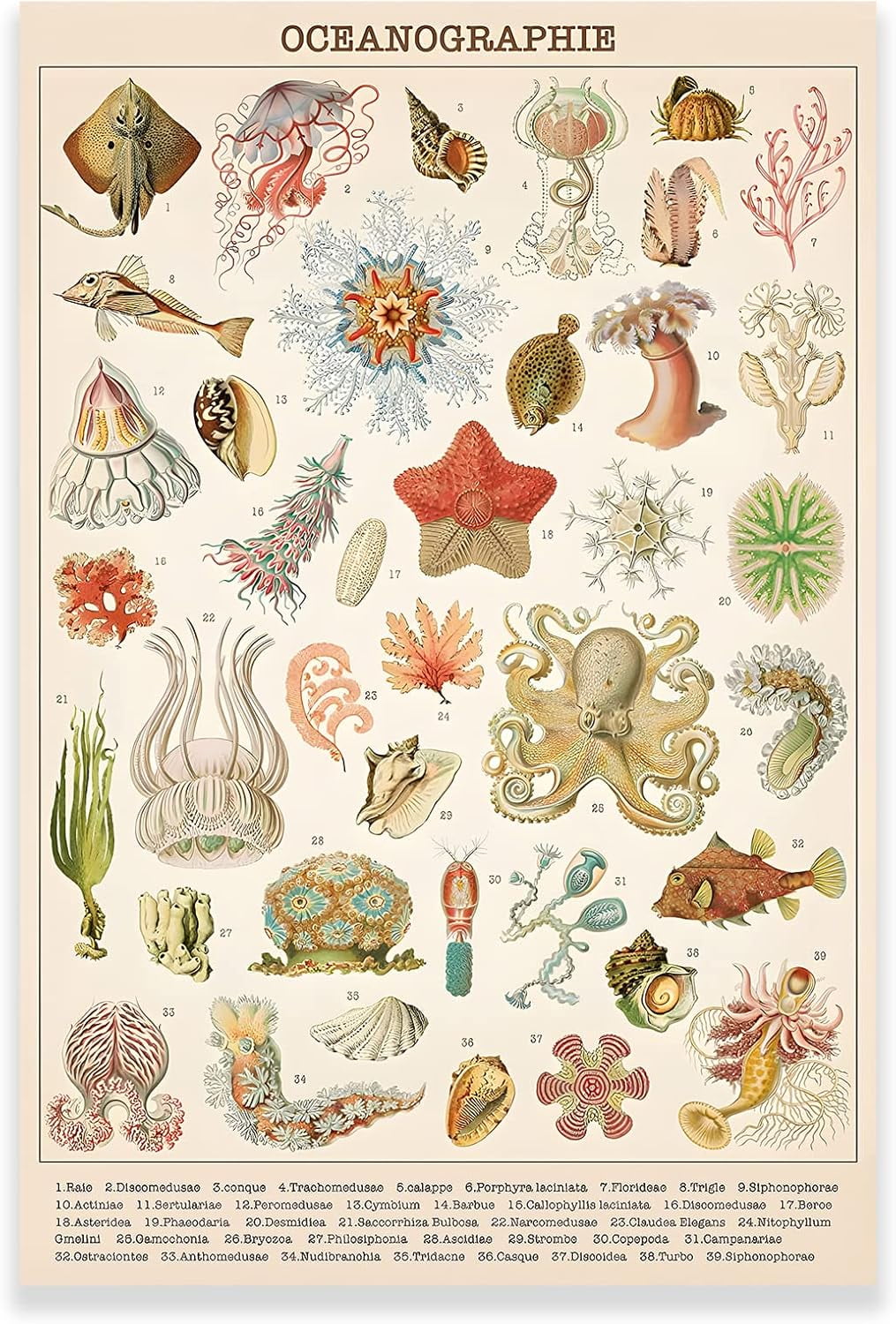 KSIW-Vintage Ocean Poster - Ocean Life Jellyfish Marine Biology Science ...