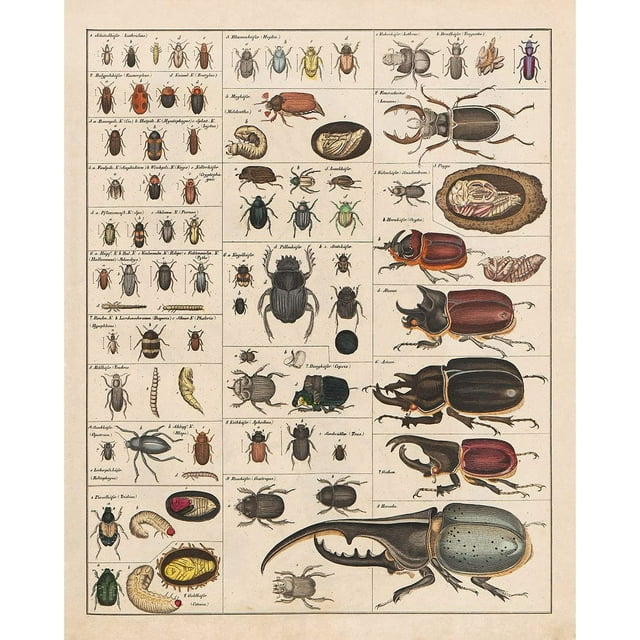 KSIW-Vintage Poster Print Insects Collection Species Identification ...