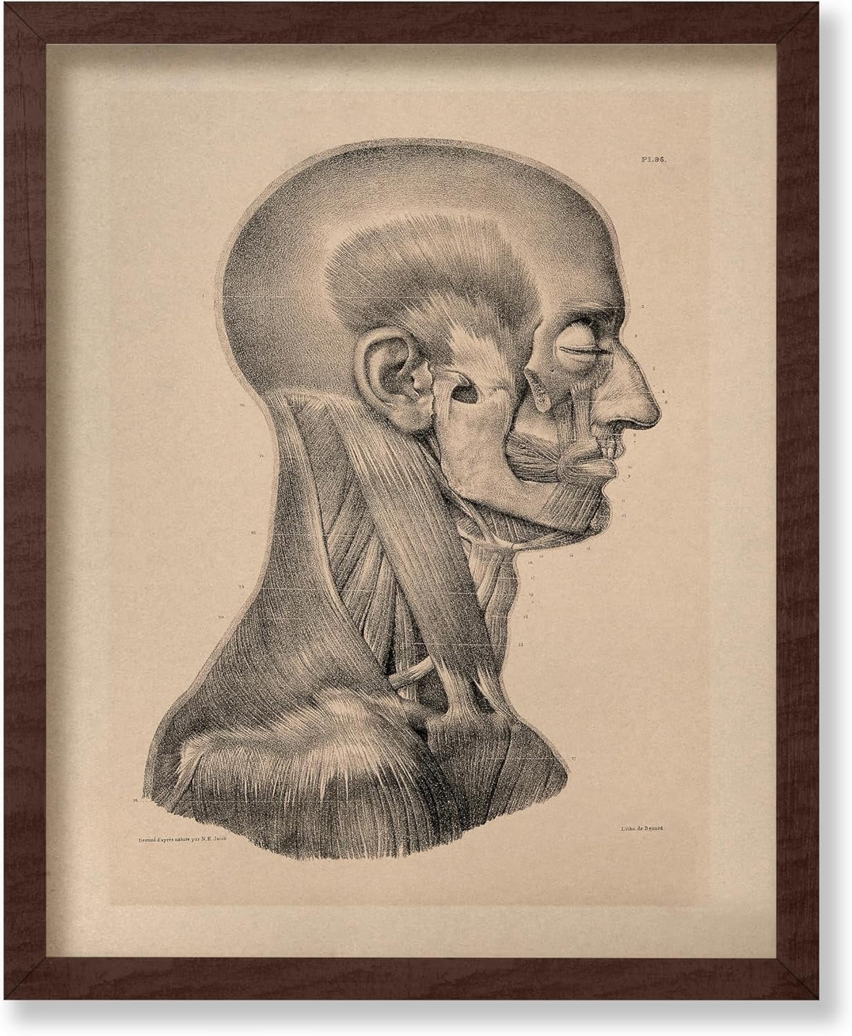 KSIW- Vintage Science Poster - Retro Muscles of Head And Neck Print ...