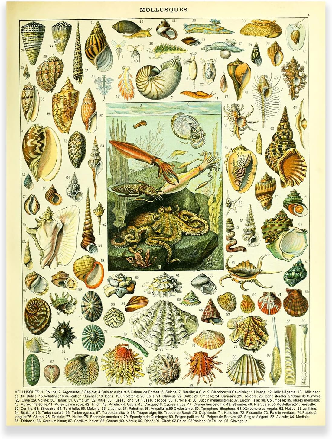 KSIW-Vintage Wall Art - Sea Shell Ocean Fish Poster Marine Biology ...