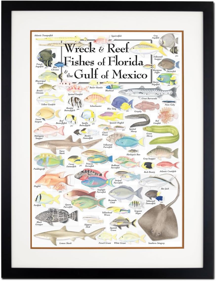 KSIW-Wreck & Reef Fishes of Florida & the Gulf of MexicoDouble-matted ...