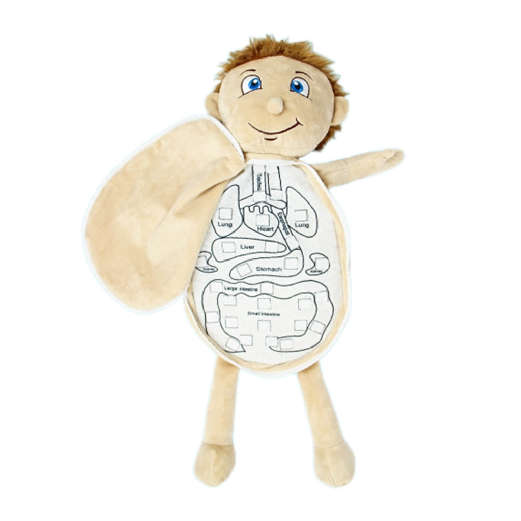 KUFptva Educational Human Body Model Toy for Children to Understand ...