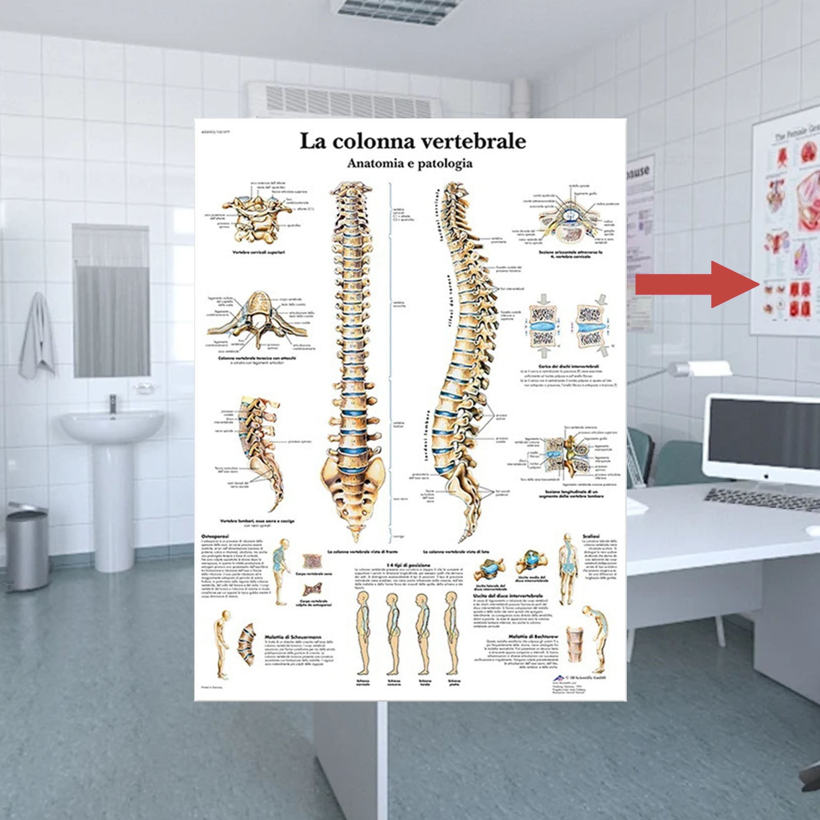 KUOZHUOW Poster For Teaching Body Structure Anatomy At The Vein And ...