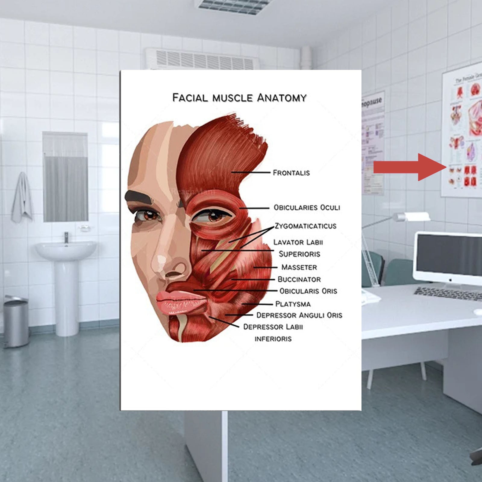 KUOZHUOW Poster For Teaching Body Structure Anatomy At The Vein And ...