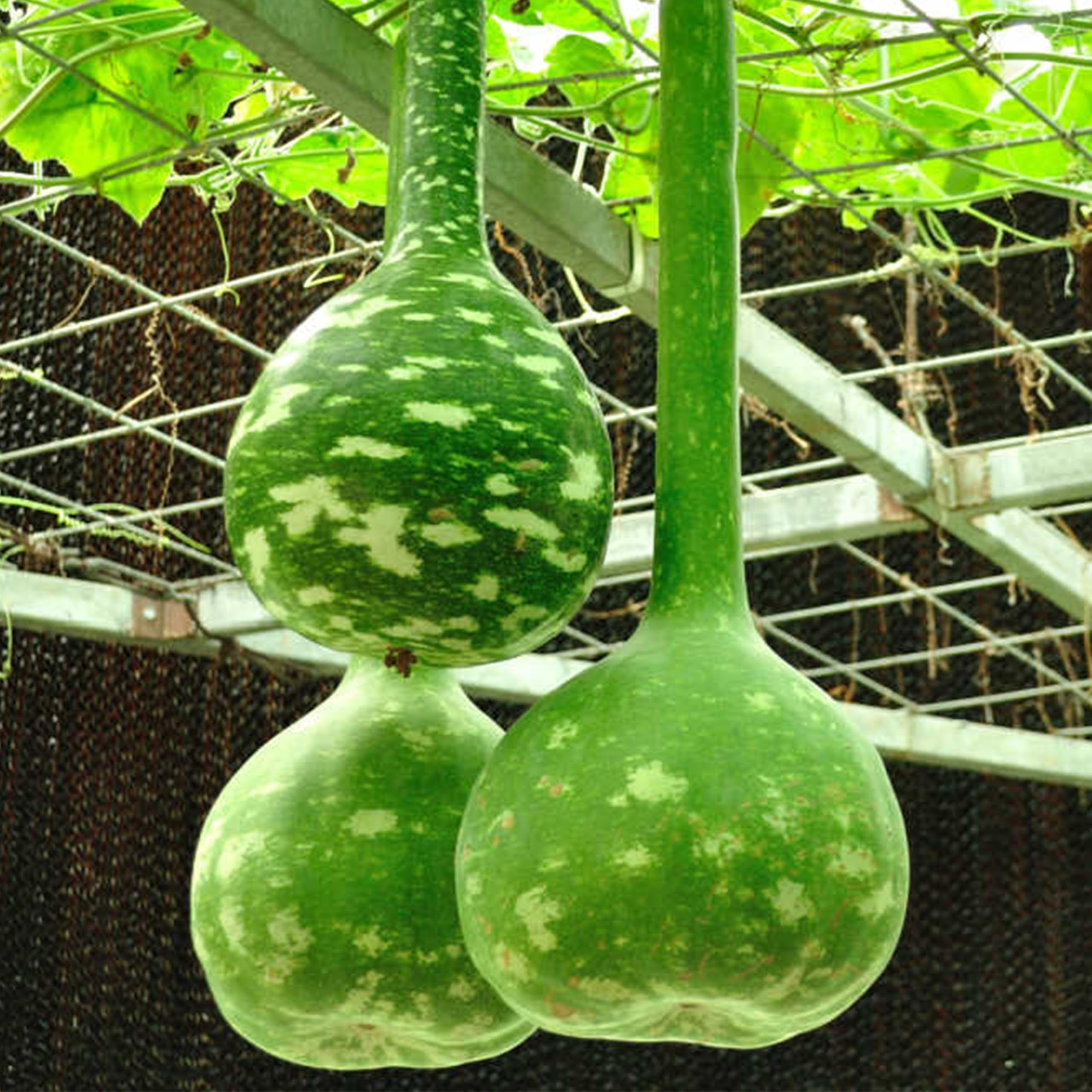 KVITER 10 Dipper Gourd Seeds (Lagenaria SMRSiceraria) - Long Dipper ...