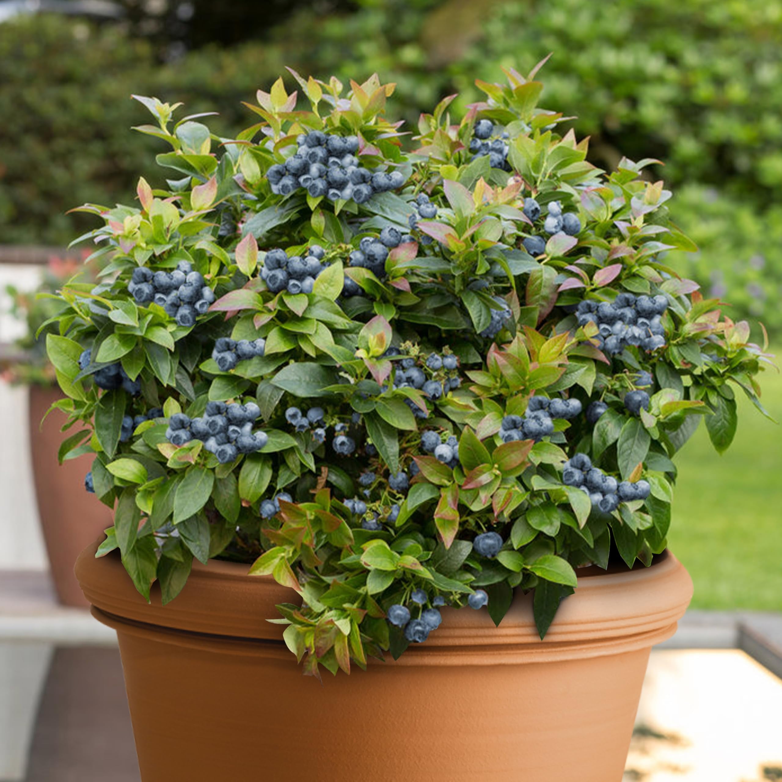 KVITER 100 Blueberry Seeds (Vaccinium Angustifolium) SMR- Sweet Lowbush ...
