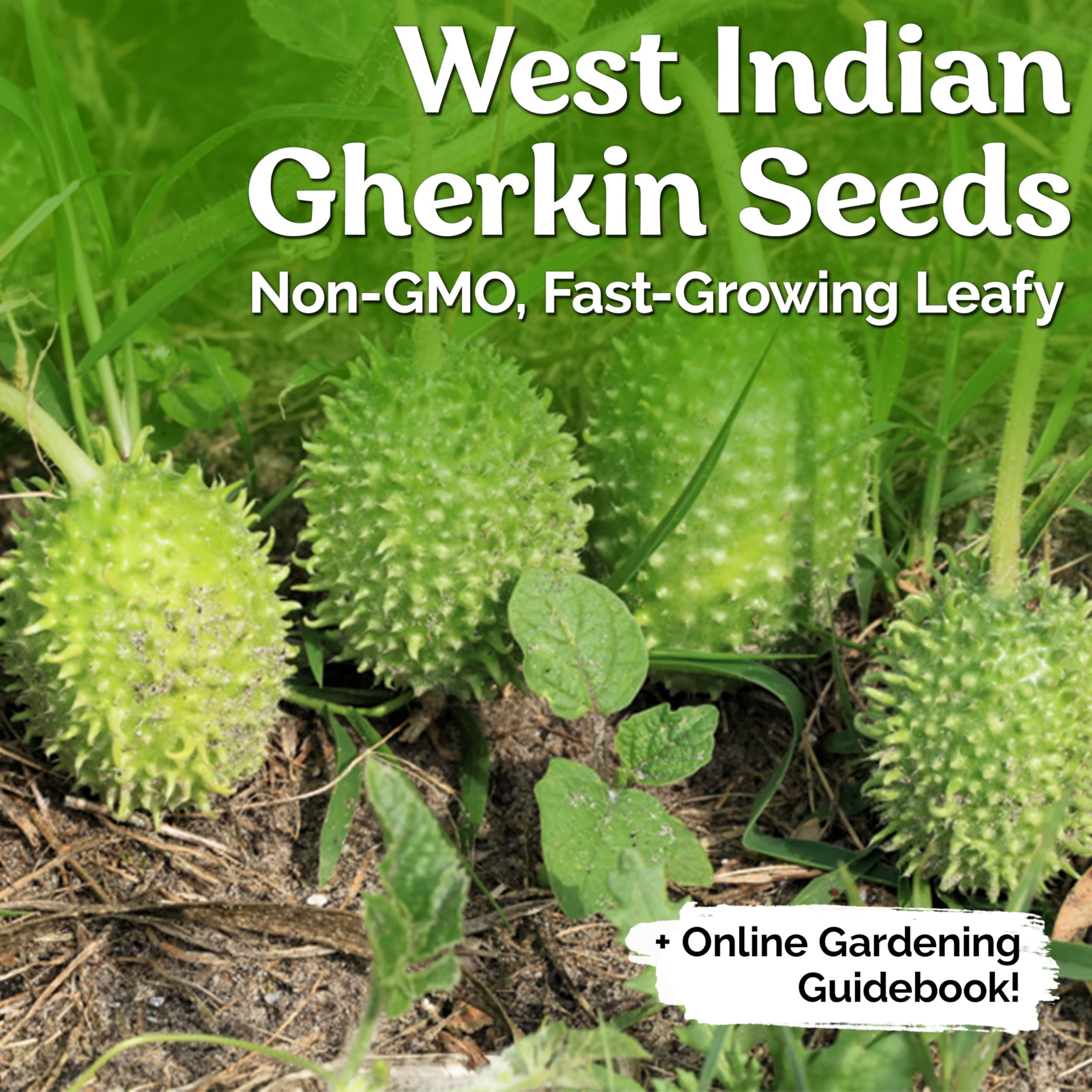 KVITER 100 Gherkin West Indian Cucumber Seeds H2FSDfor Planting ...