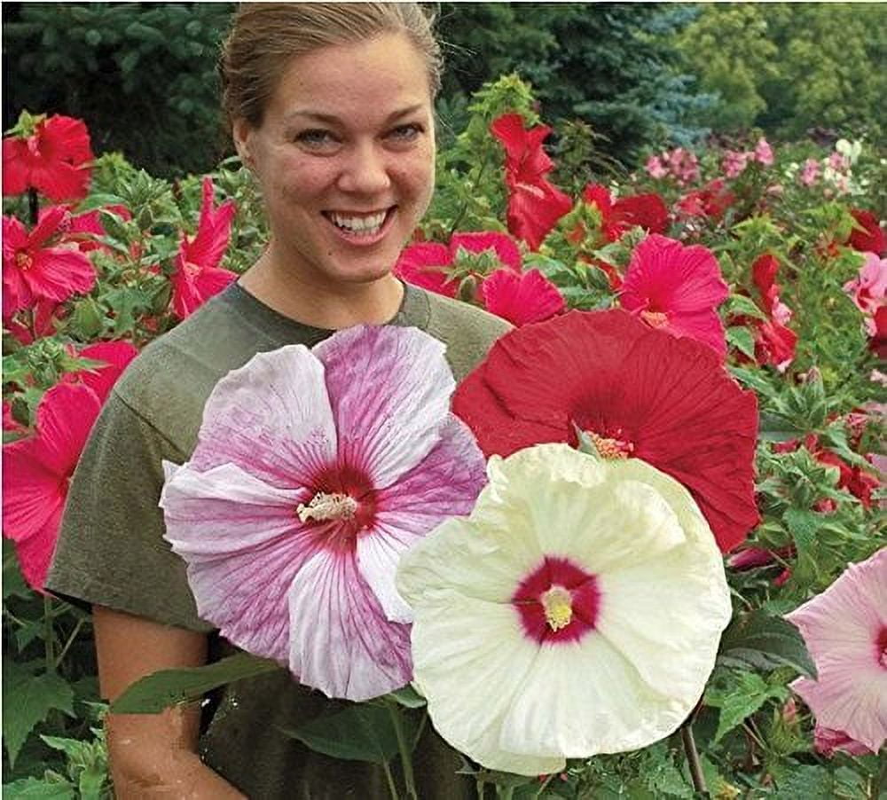 KVITER, Giant Hibiscus Flower Seeds, Mix Color, 100 Pack - Walmart.com
