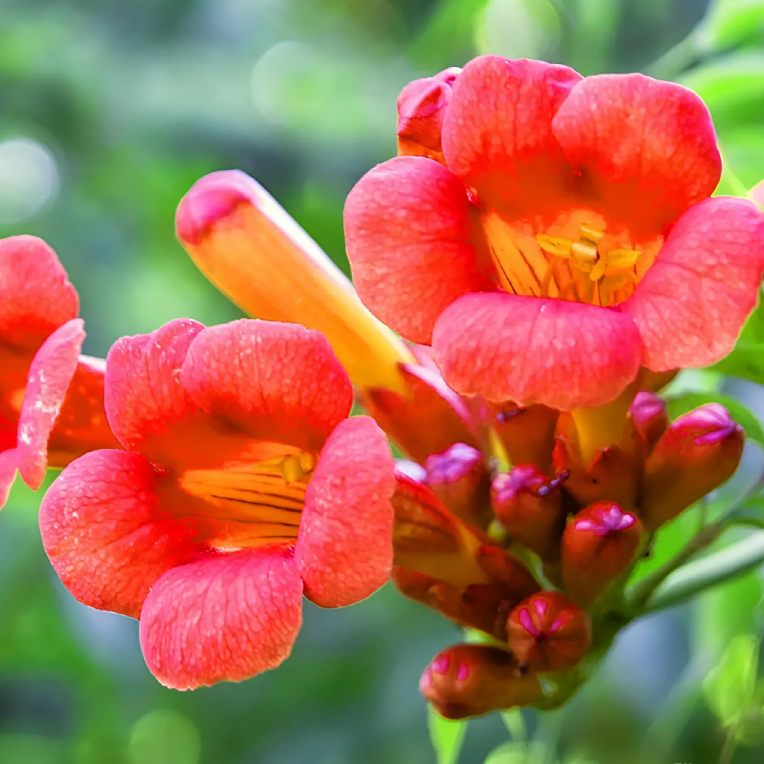 KVITER 100 Red Vine Seeds ZLK1 (Campsis Radicans) - Creeper/Cow Itch ...