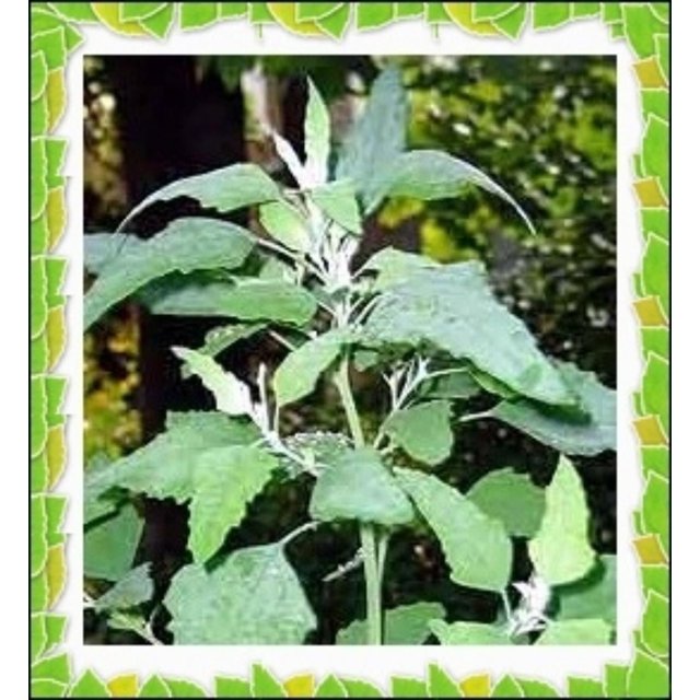 KVITER 1000 LambsUMRT Quarter Seeds (Chenopodium Album) Goosefoot ...