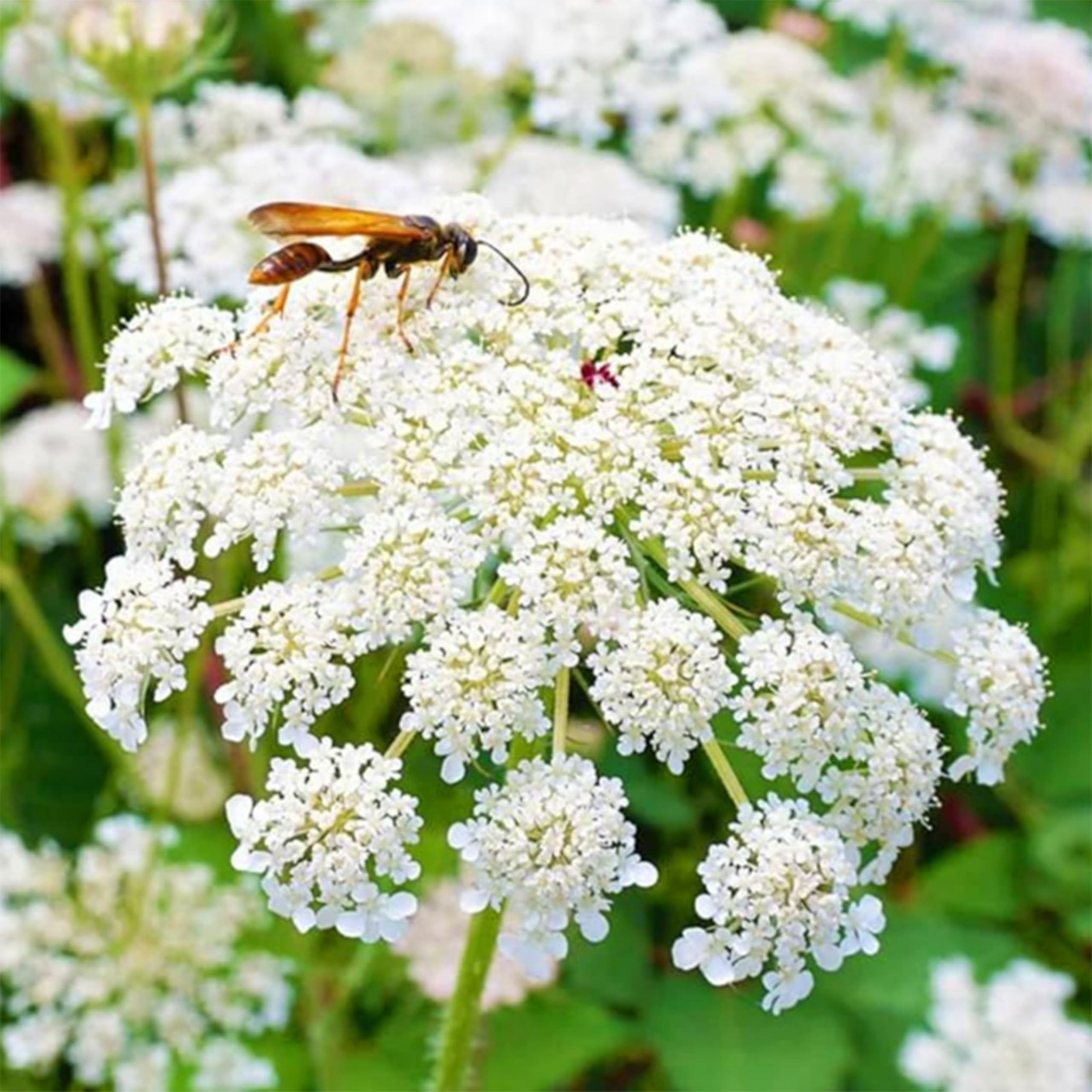 KVITER 1000 WhiteITSC Queen Anne's Lace Seeds (Daucus Carota) - Carrot Heirloom Seeds Non GMO ...