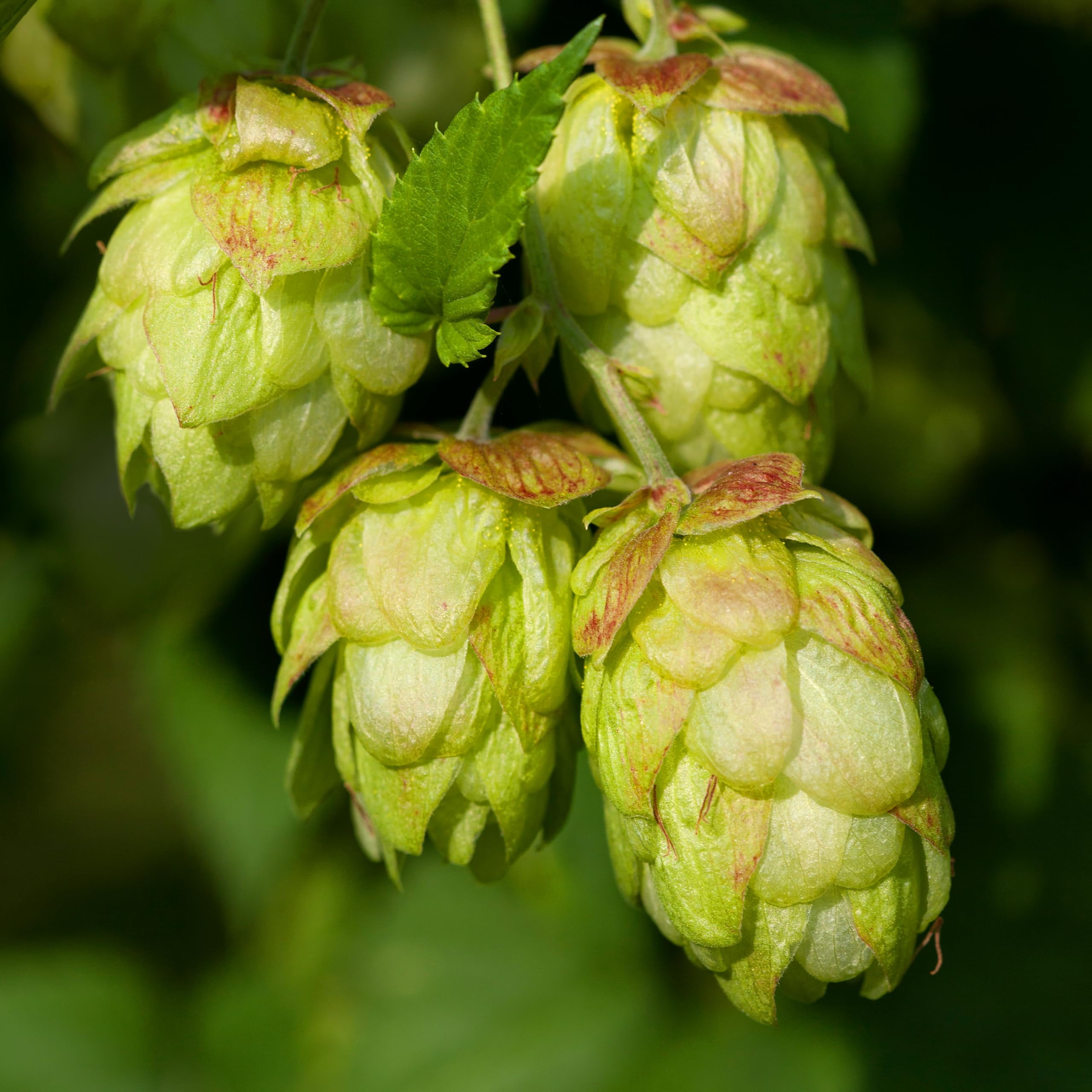 KVITER 150 HopsEGSC Seeds for Planting (Humulus Lupulus) - European ...