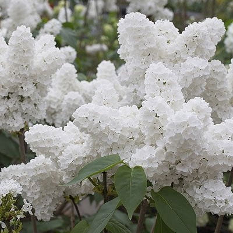 KVITER, 25 White Japanese Lilac Syringa Reticulata Plant Seeds, Drought ...
