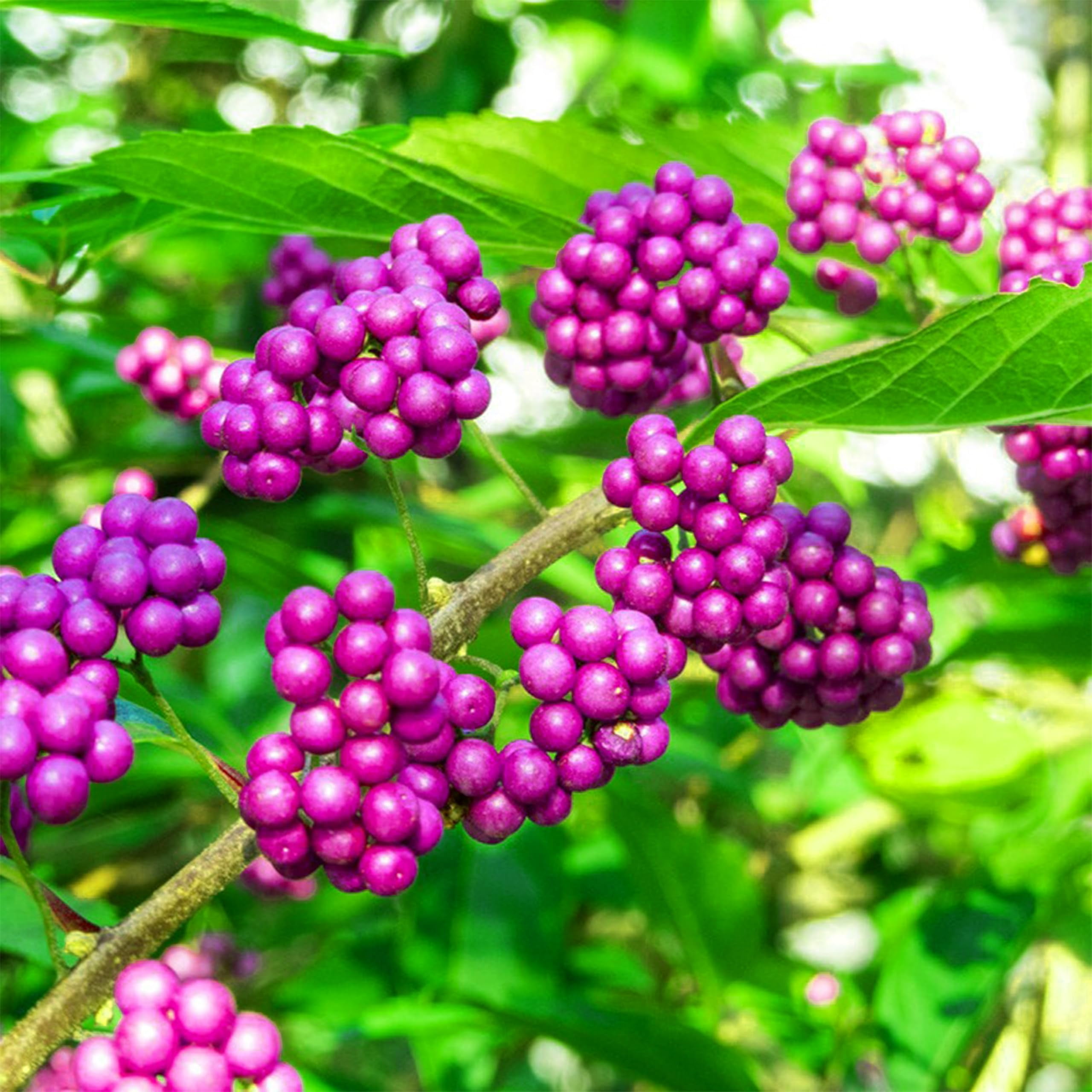 KVITER 30 AmericanITSC Beautyberry Seeds for Planting (Callicarpa ...