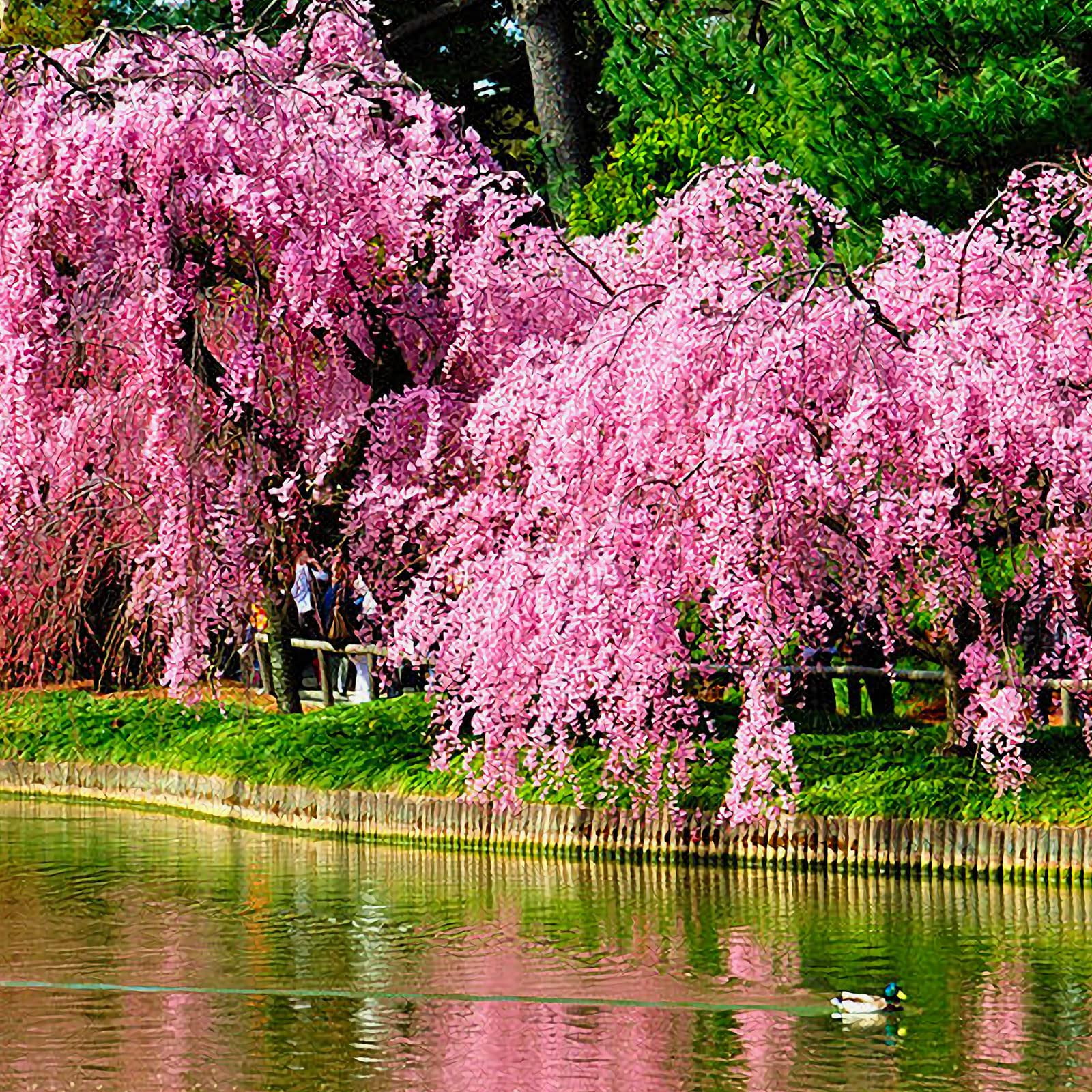 KVITER 30 Weeping Sakura Plant Seeds, Cherry Blossom - Walmart.com