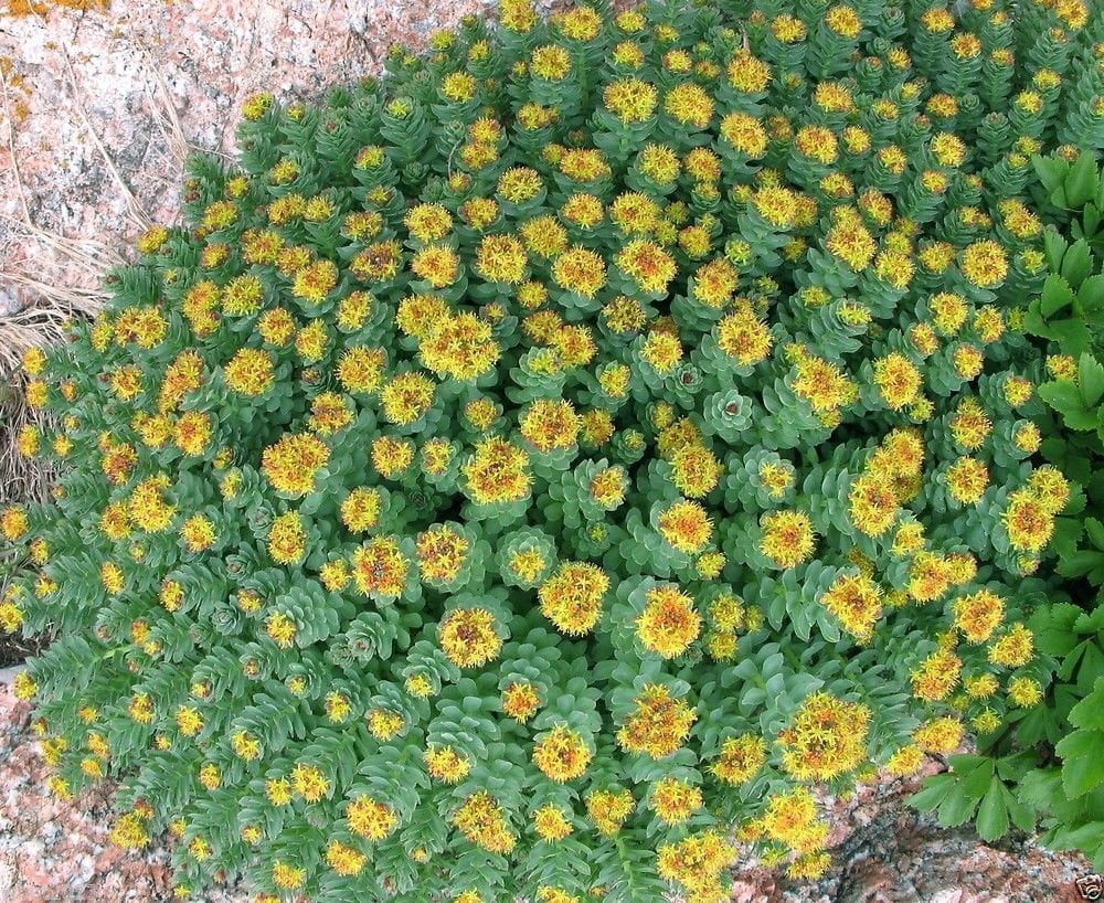 KVITER 50 Roseroot Seeds (Rhodiola Rosea) NSD3 - Rhodiola Perennial ...