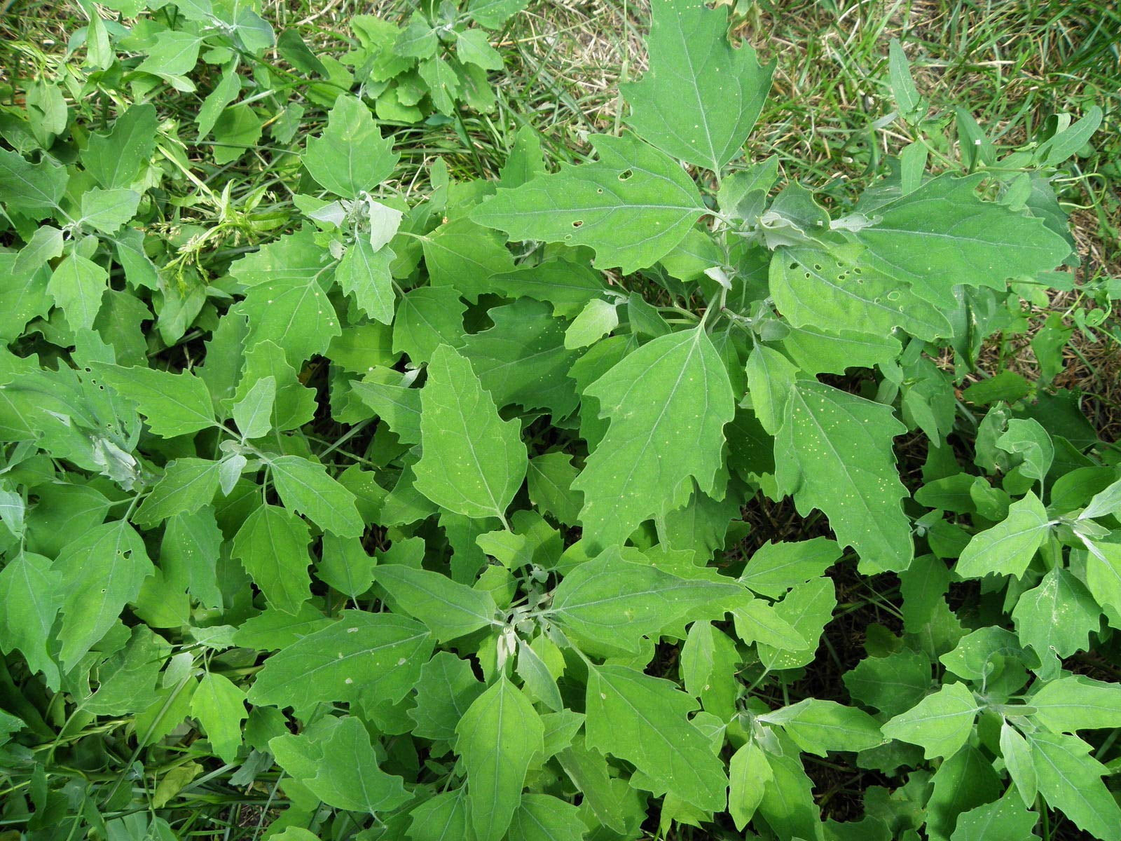 KVITER 5000 Lambs Quarter Seeds (Chenopodium SMRAlbum) - Lambsquarter, Goosefoot, Wild Spinach ...