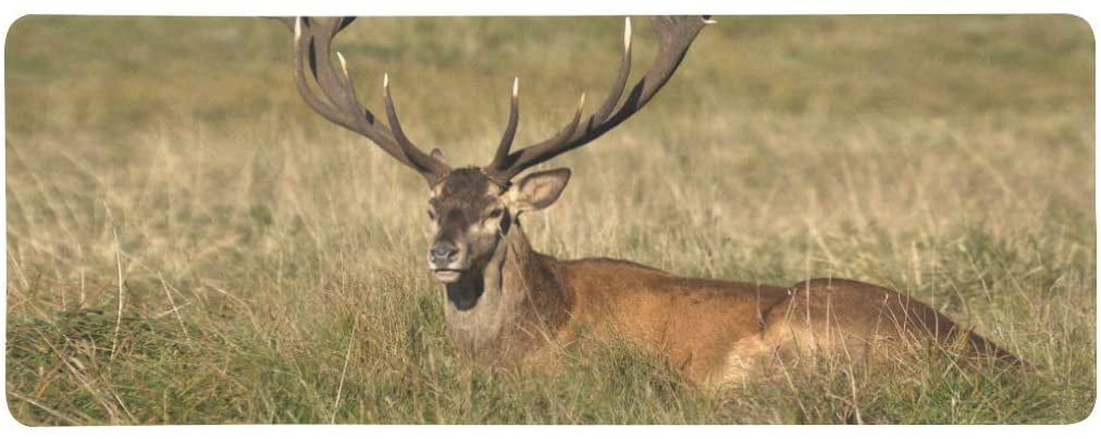 KXMDXA Red Deer Old Stag Countryside Rural Hunting Theme Extra Extended ...