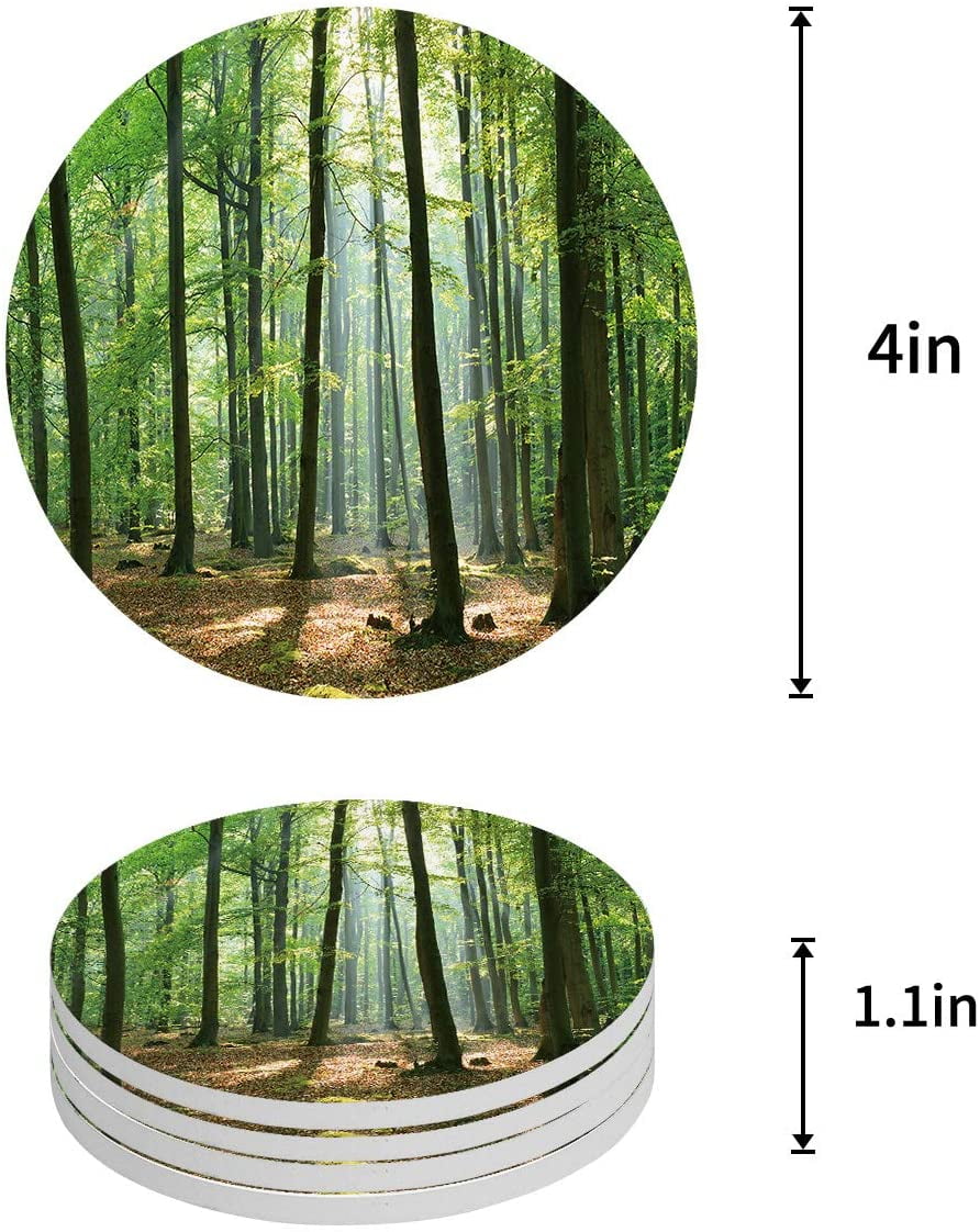 KXMDXA Woodland Deciduous Forest Trees in Summertime Foliage Sun Rays ...