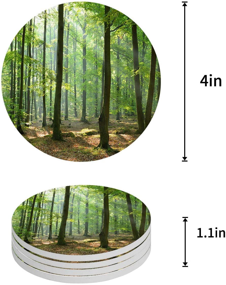 KXMDXA Woodland Deciduous Forest Trees in Summertime Foliage Sun Rays ...