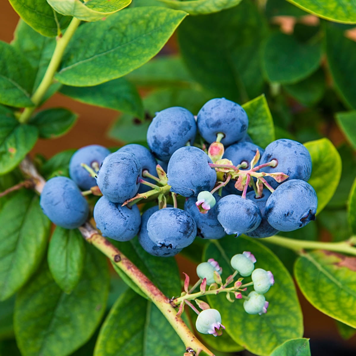 Ka-Bluey Blueberry Gurney's Seed Nursery, 51% OFF