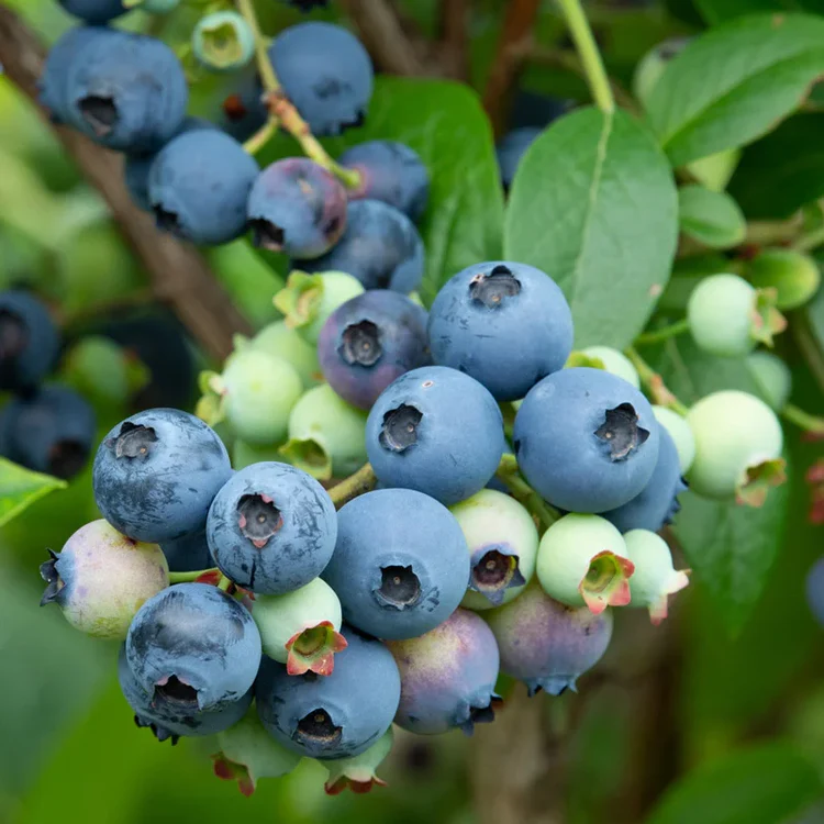 Ka-Bluey Blueberry Bush Fruiting Plant grown in a 2.25 Gallon Pot (1 ...