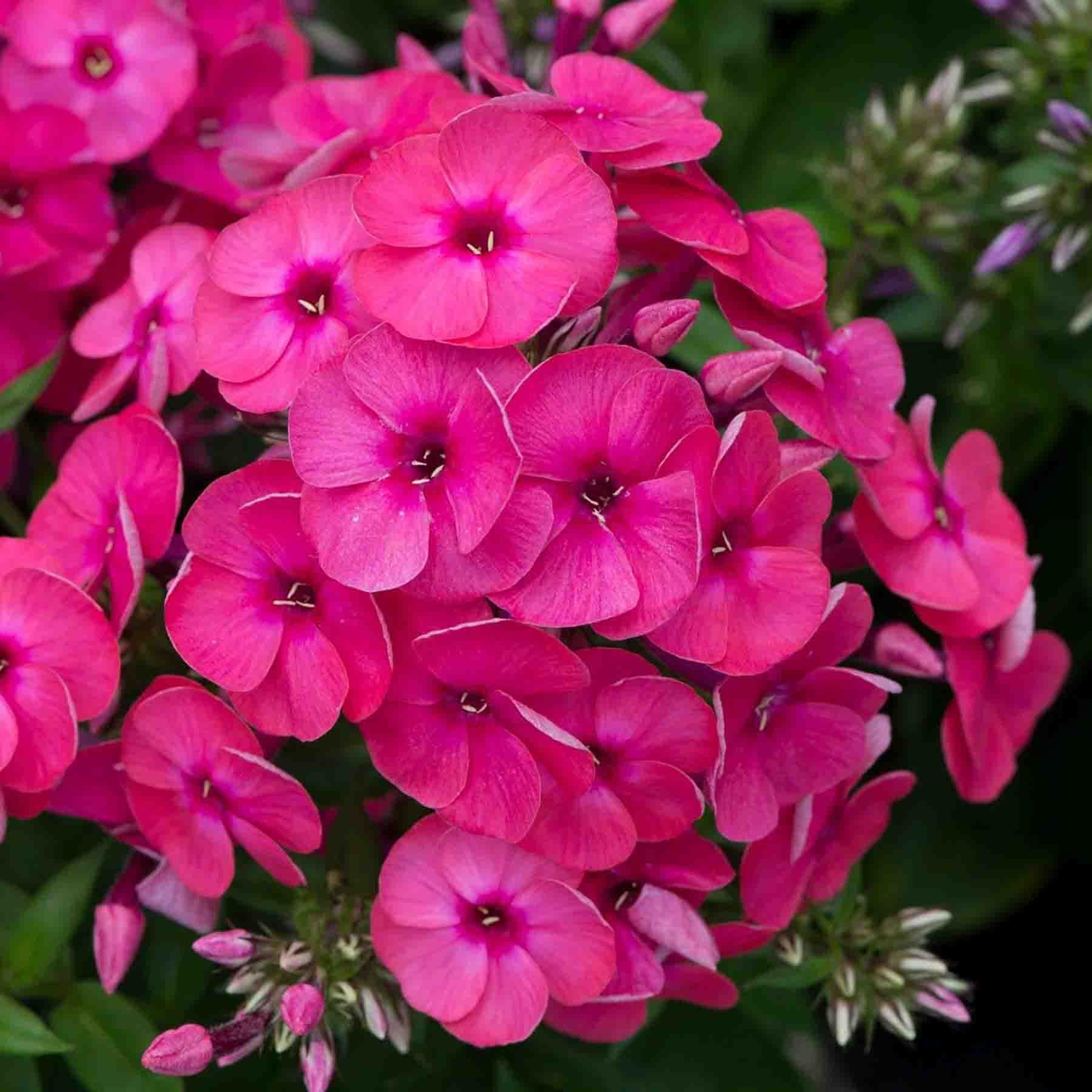 Ka-Pow® Pink Phlox Perennial - Phlox paniculata - Live Plant - Quart ...