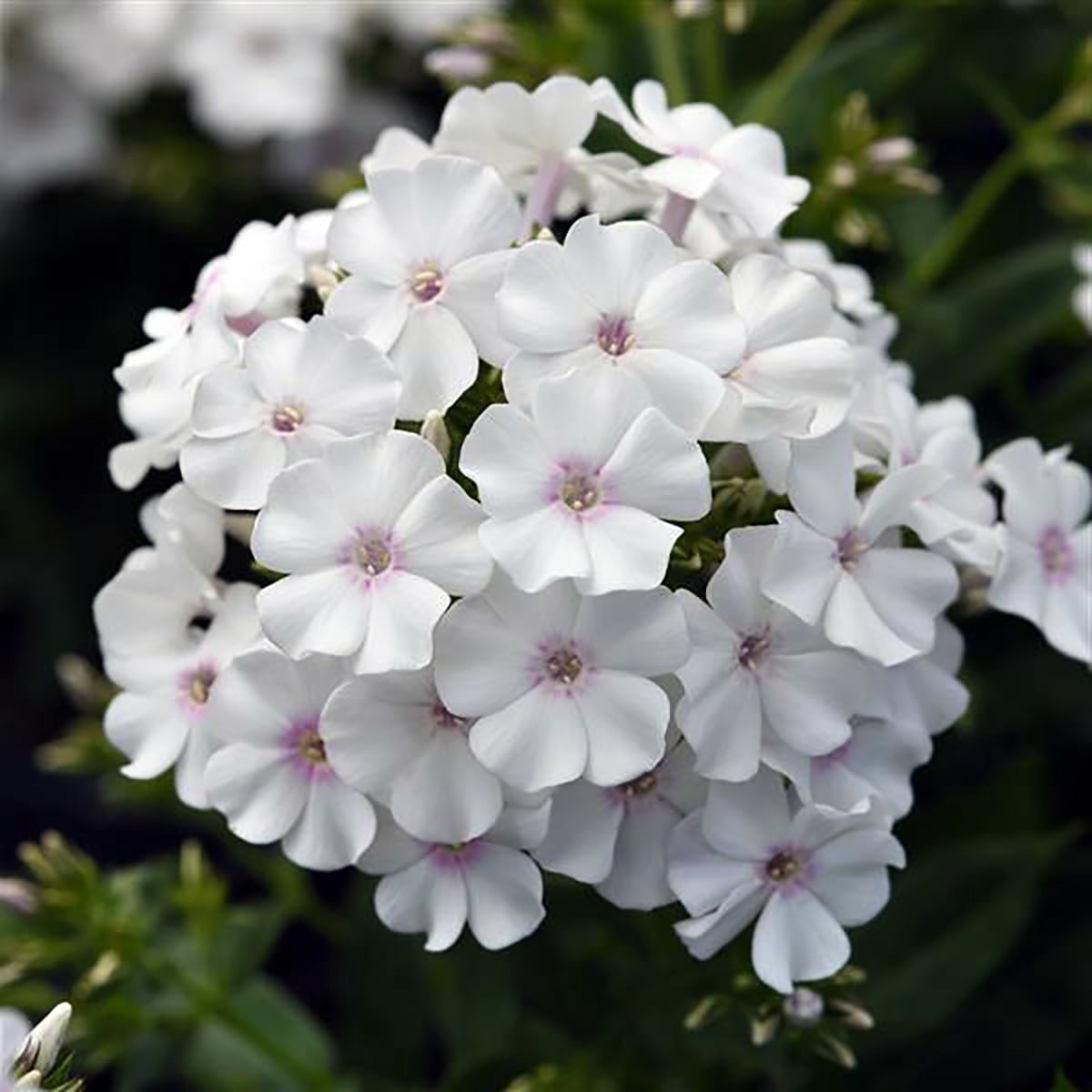 Ka-Pow¬Æ Live Outdoor White Phlox Perennial - Phlox paniculata - Quart ...