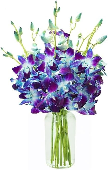 KaBloom : 10 Blue Dendrobium Orchids With Vase, Next-Day Delivery, Gift ...