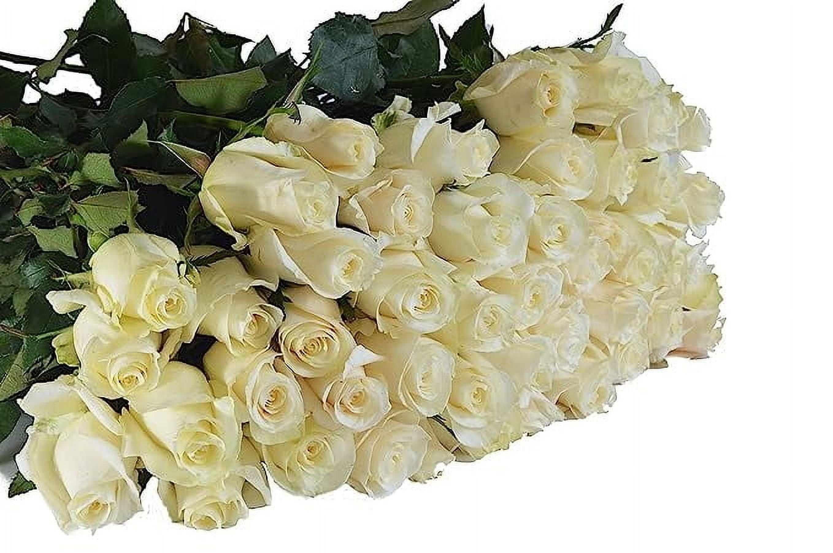 KaBloom :100 White Roses, Next-Day Delivery, Gift for Every Occasion ...
