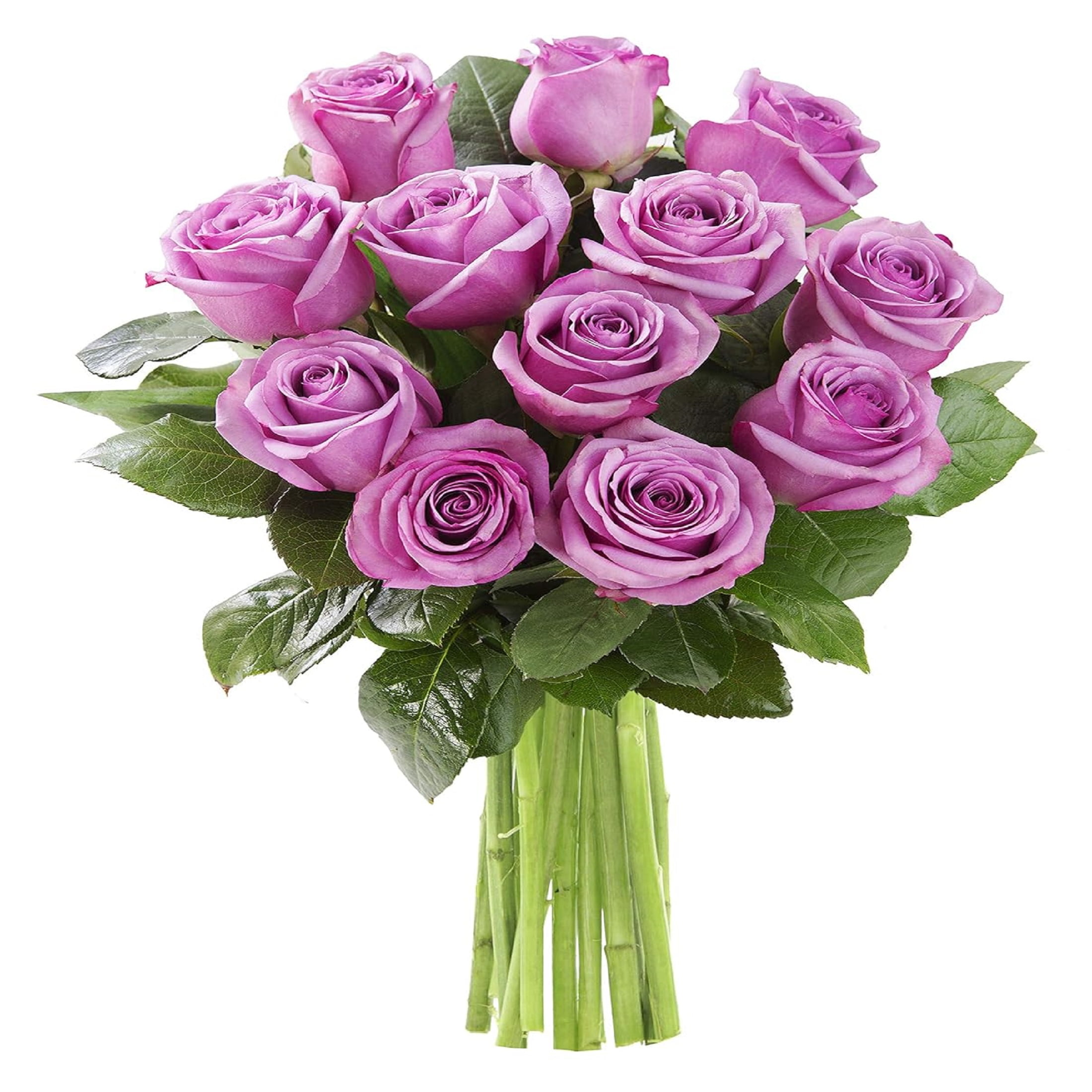 KaBloom : 12 Purple Roses, Next-Day Delivery, Gift for Every Occasion. - Walmart.com