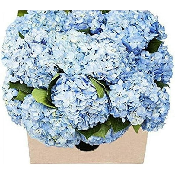 Hydrangeas in All Flowers - Walmart.com