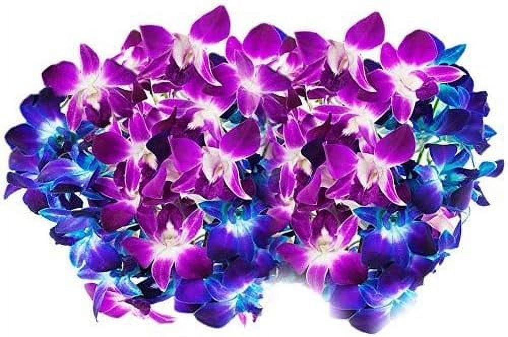 KaBloom : 40 Blue-Purple Dendrobium Orchids Next-Day Delivery, Gift for ...