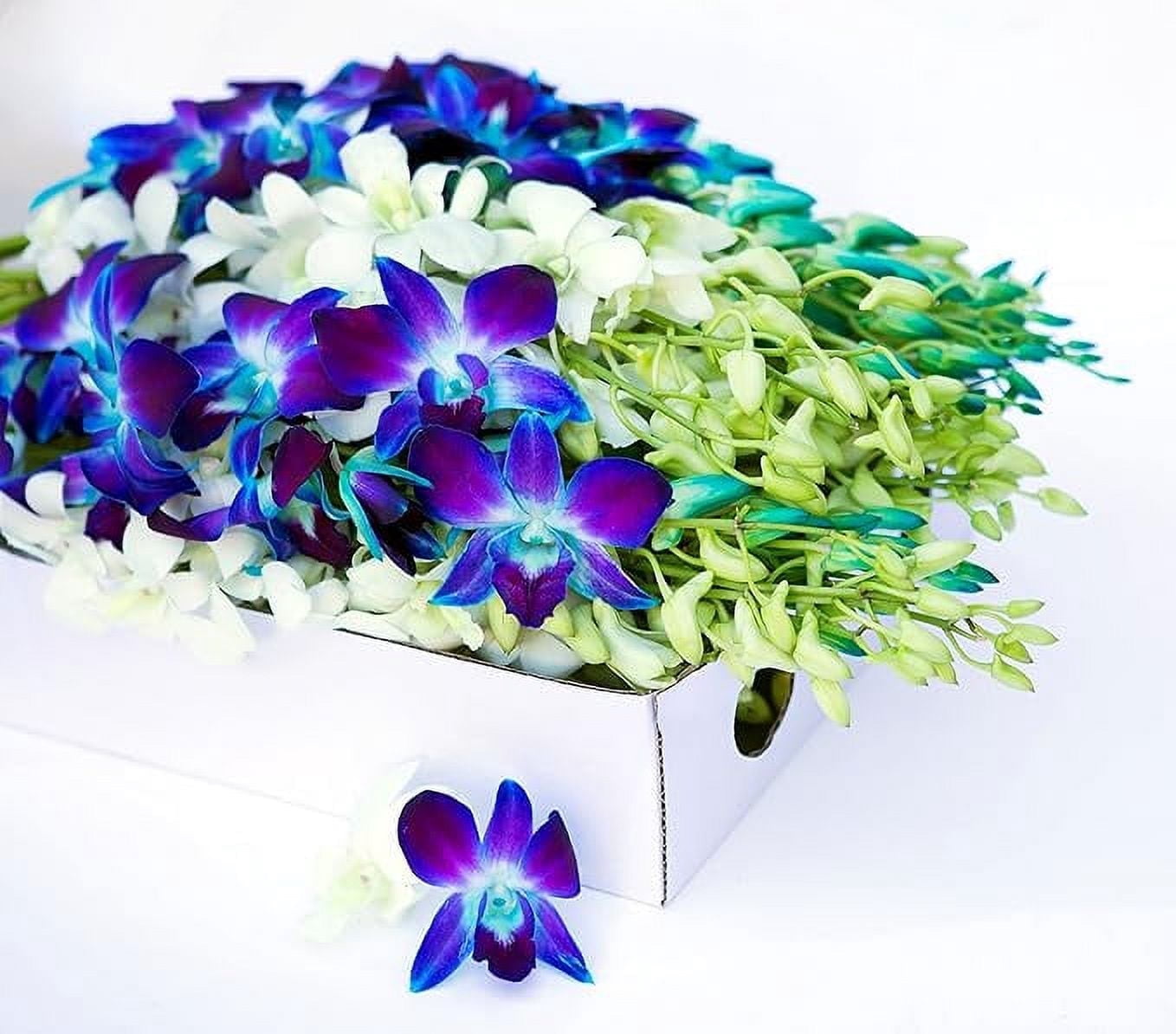KaBloom : 40 Blue-white Dendrobium Orchids Next-Day Delivery, Gift for ...