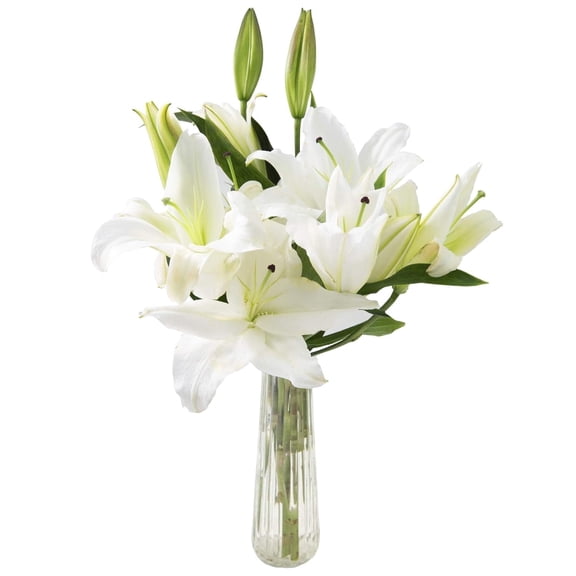 Day Lilies