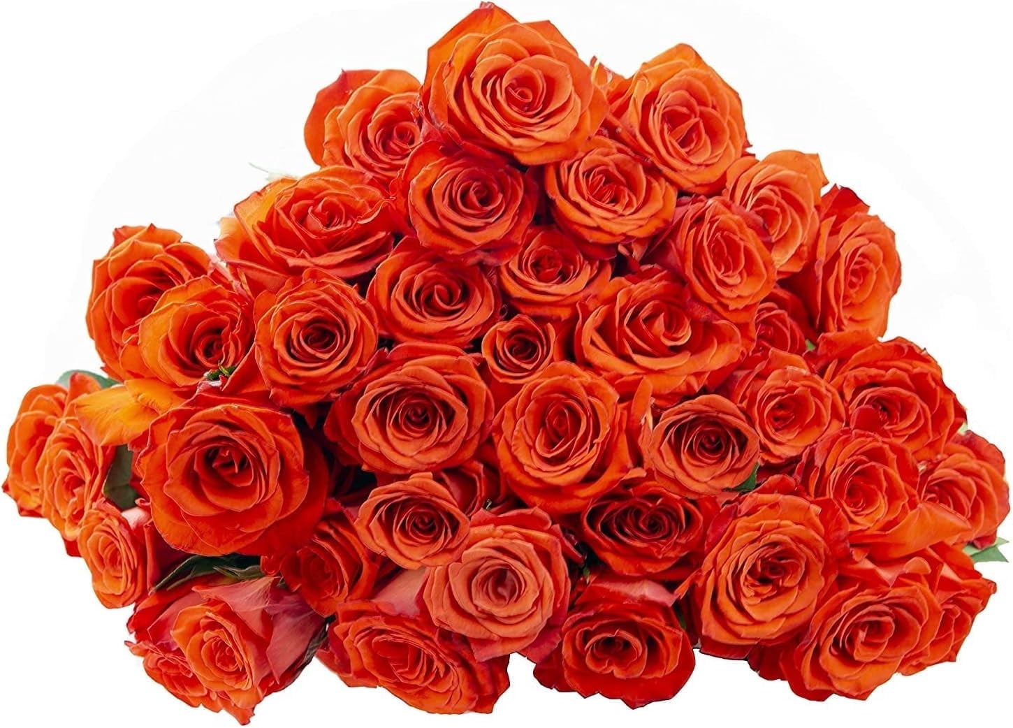 KaBloom :50 Orange Roses, Next-Day Delivery, Gift for Every Occasion ...