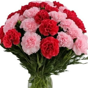 Carnations in All Flowers - Walmart.com