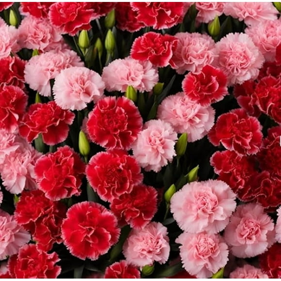 Carnations in All Flowers - Walmart.com