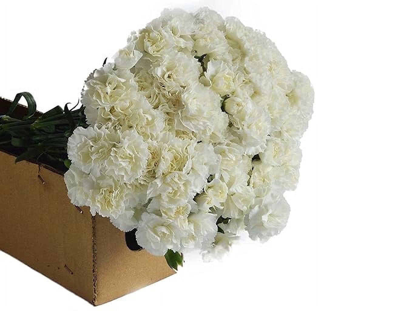 Kabloom Fresh White Carnations, Bulk Cut Flowers, Next-Day Delivery ...