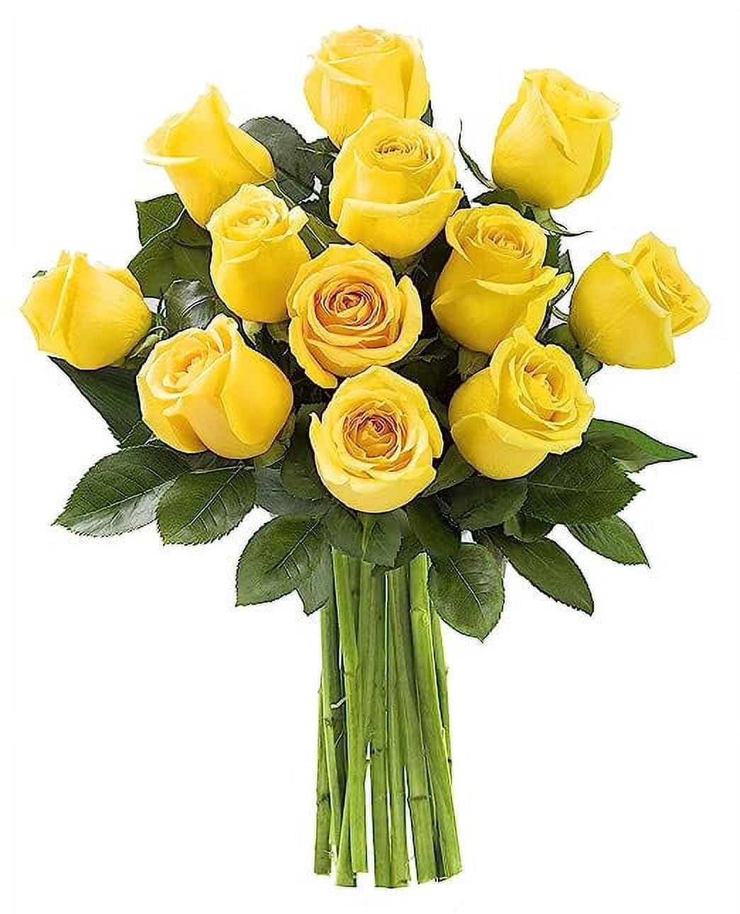 KaBloom Bouquet of 12 Fresh Yellow Roses (Farm-Fresh, Long-Stem ...